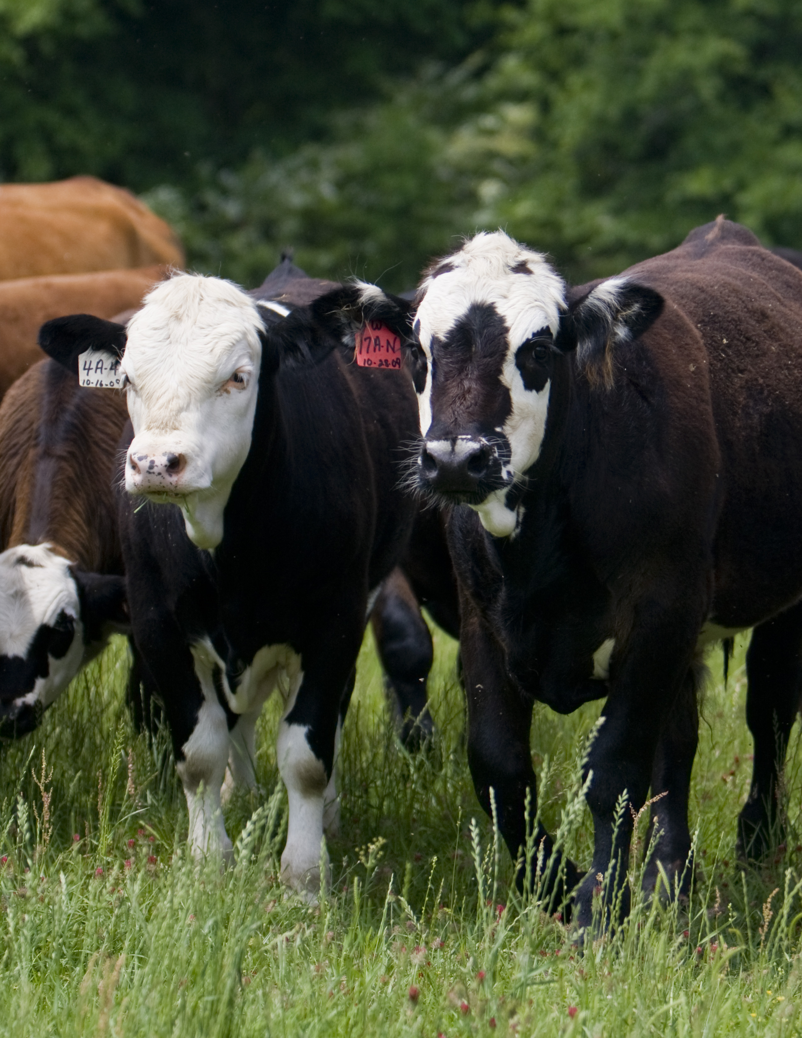 Stockmanship & Stewardship